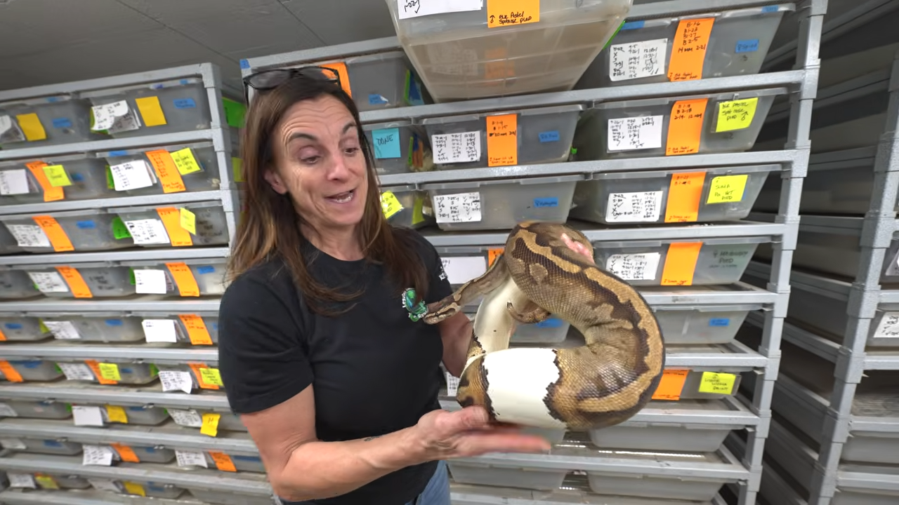 We've been hiding these - lizards you've never seen