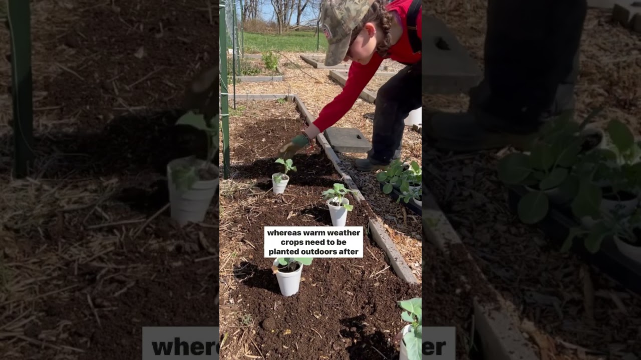 Learn the best time to transplant garden seedlings outdoors