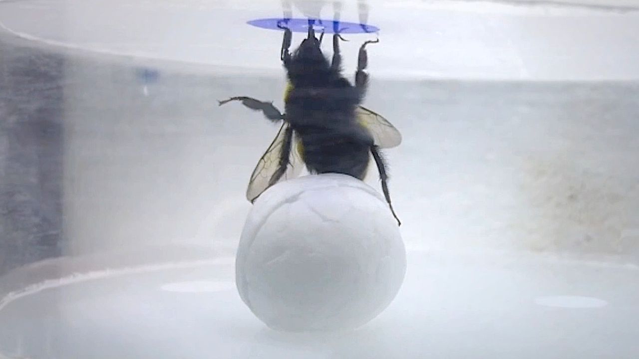 Bumble bees can solve complex tasks without training, new study finds