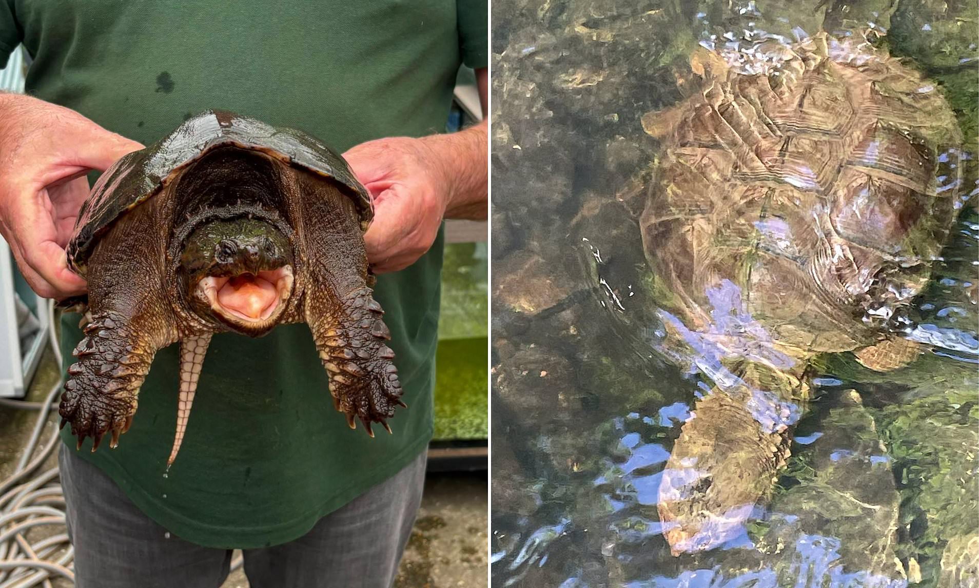'Dangerous' snapping turtle is found in Welsh beauty spot as warning ...