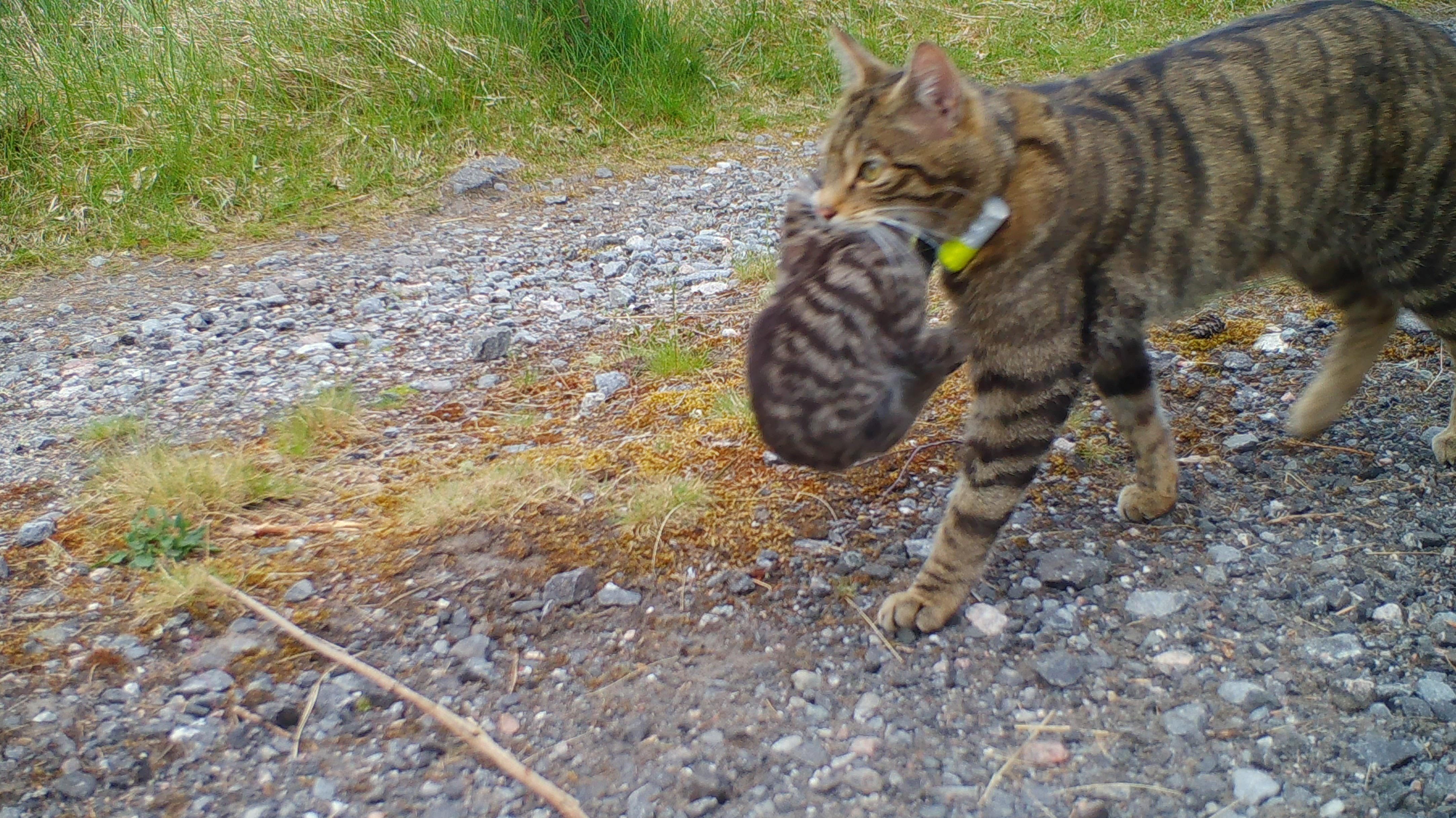 Scottish wild kittens born to released mothers for third year in a row