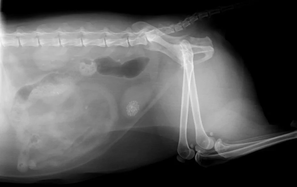 Senior rescue dog Boone recovers after major surgery