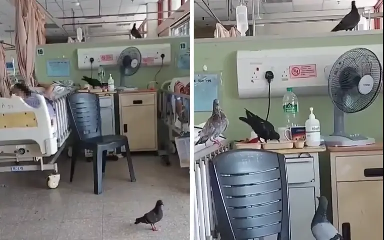Klang hospital ropes in local authorities to tackle pesky bird problem