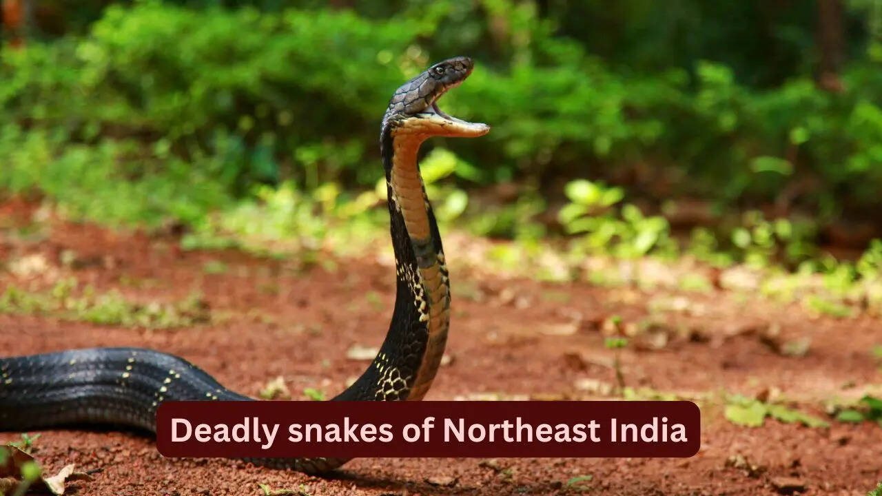 10 deadly snakes found in the forests of northeast India: What ...