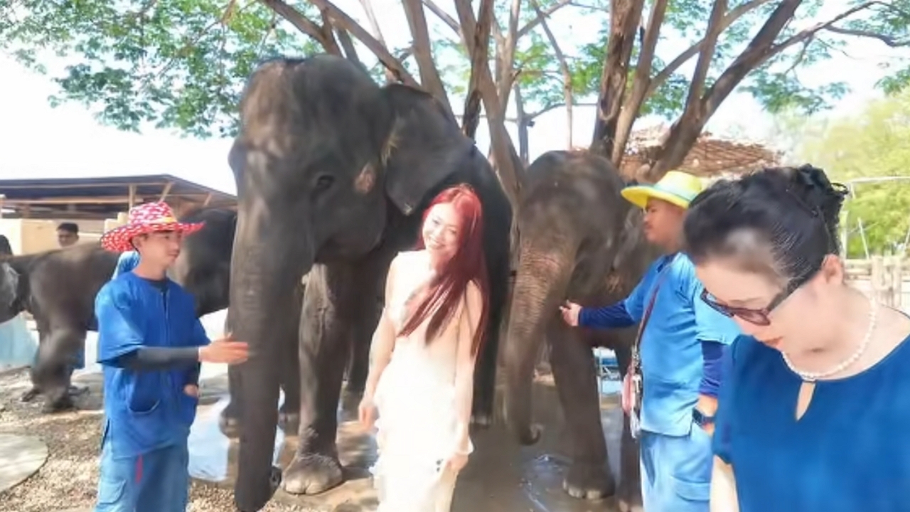 Playful elephants gently push woman in Thailand