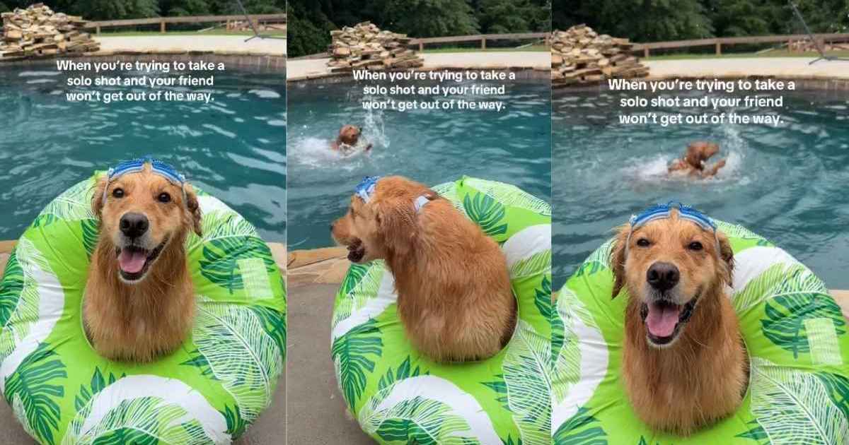Golden retriever photobombs dog's solo shot with expert swimming skills