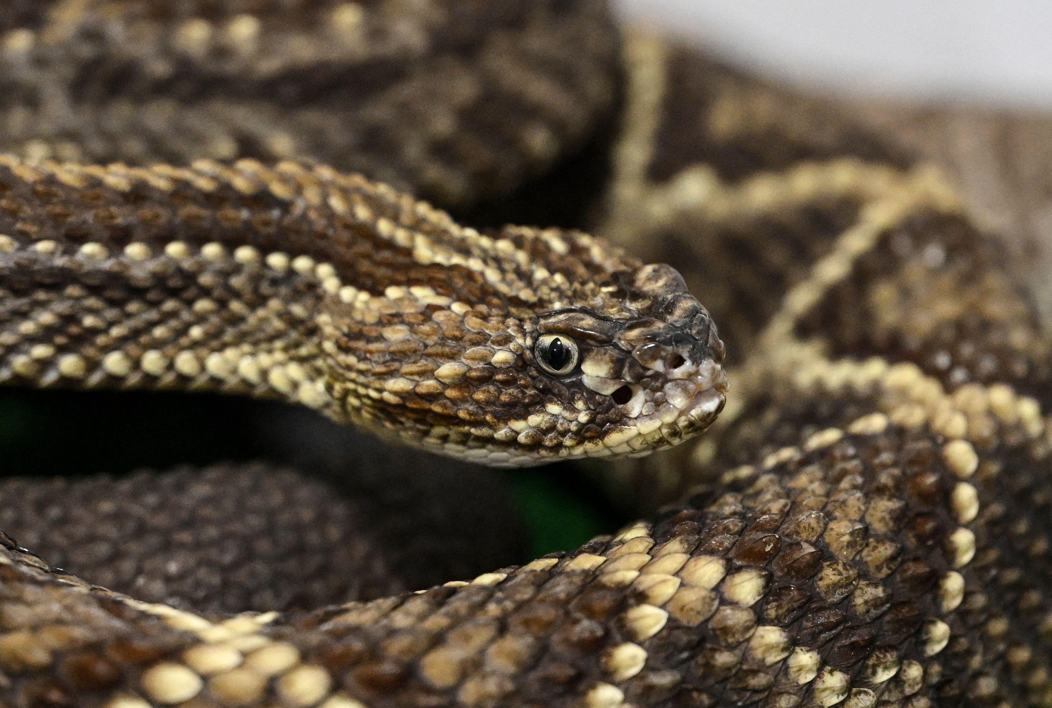 Hiss-teria at World Cup training facility?