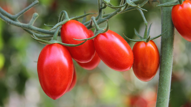 15 tips for growing the best tomatoes in your garden