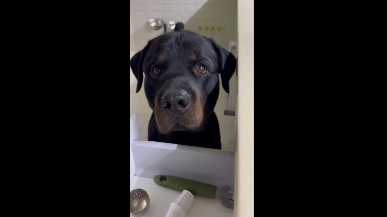 Persistent pooch: Adik's relentless food begging tactics caught on camera