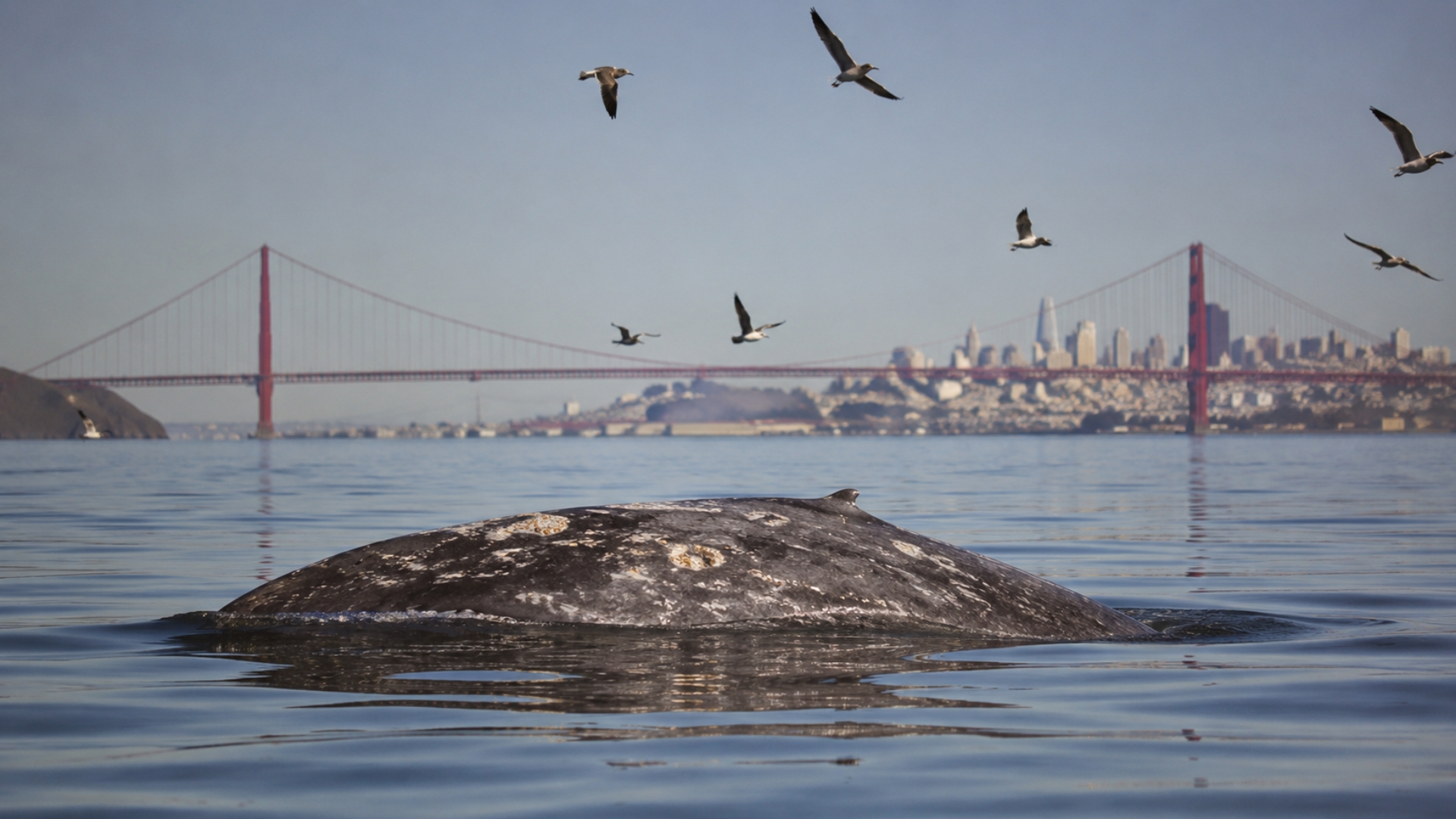 Why gray whales keep appearing in San Francisco Bay and what it could mean