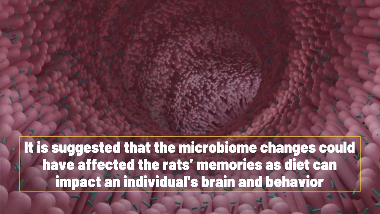 Cheat days can negatively impact your memory