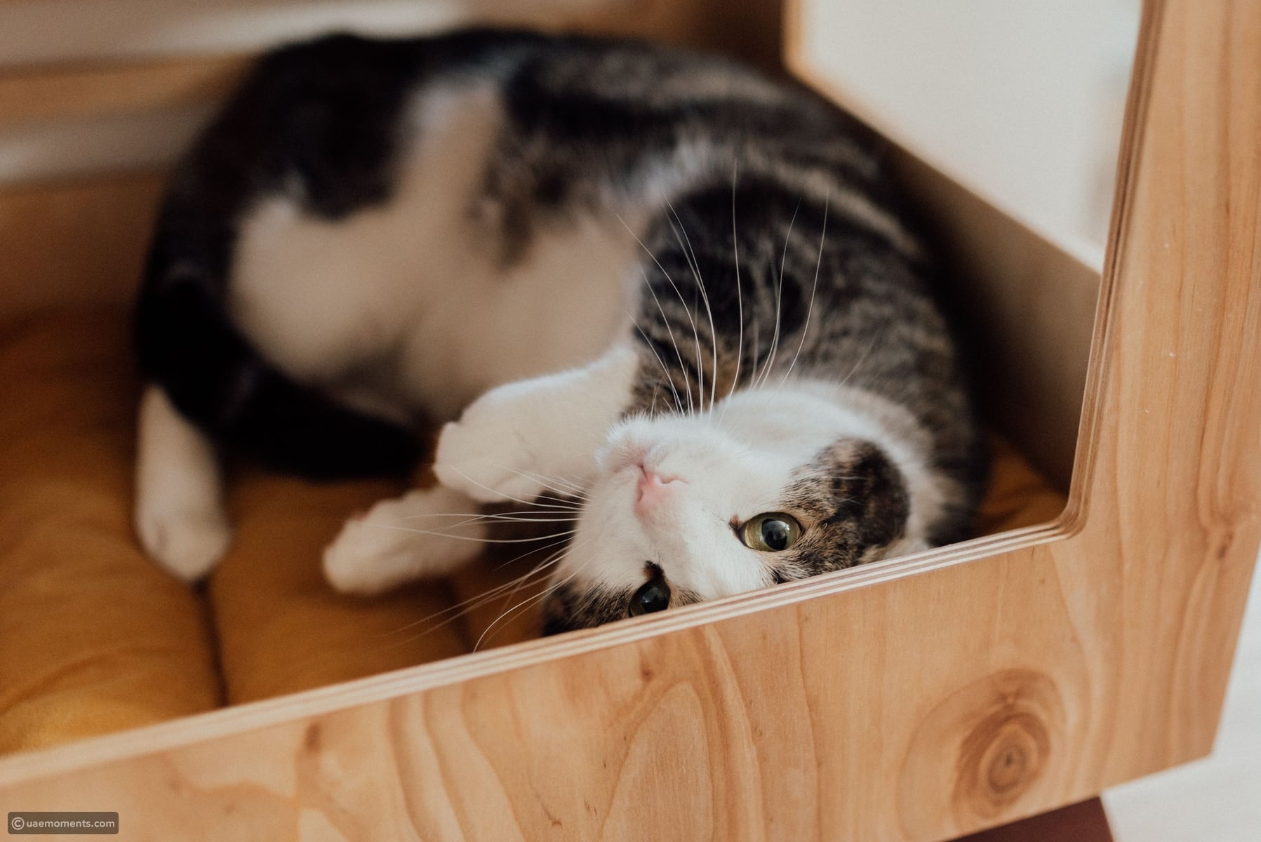 11 things cats treasure more than anything else