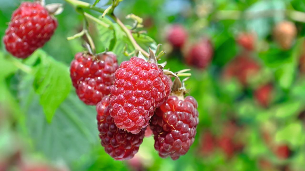 What to do with raspberry plants in June for the best yields of sharp ...