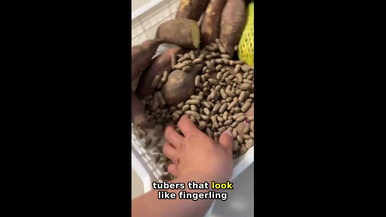 Mystery 'fingerling potatoes' turn out to be yam bulbils!