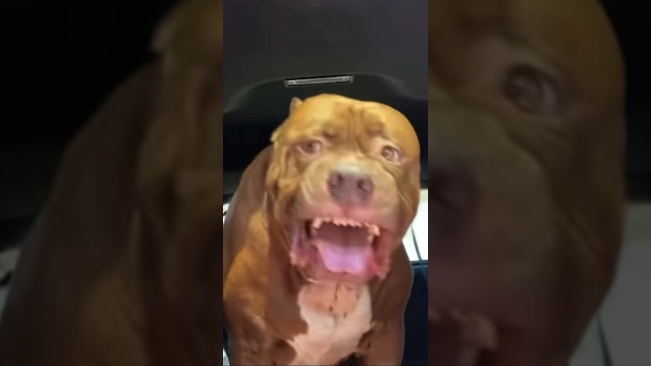 This dog’s smile says everything