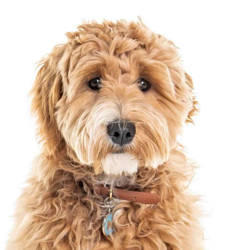 Keep your aging dog healthy and happy with these proven nutrition tips
