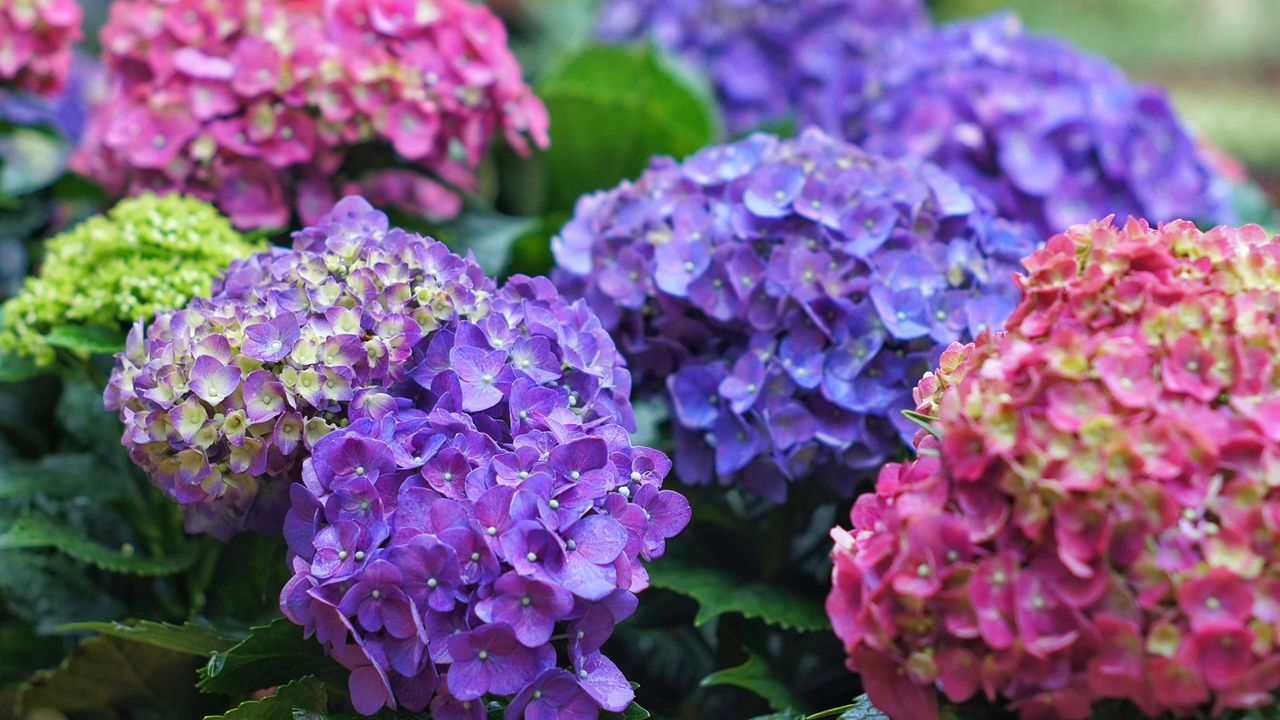 The secret to changing the colour of your hydrangea flowers