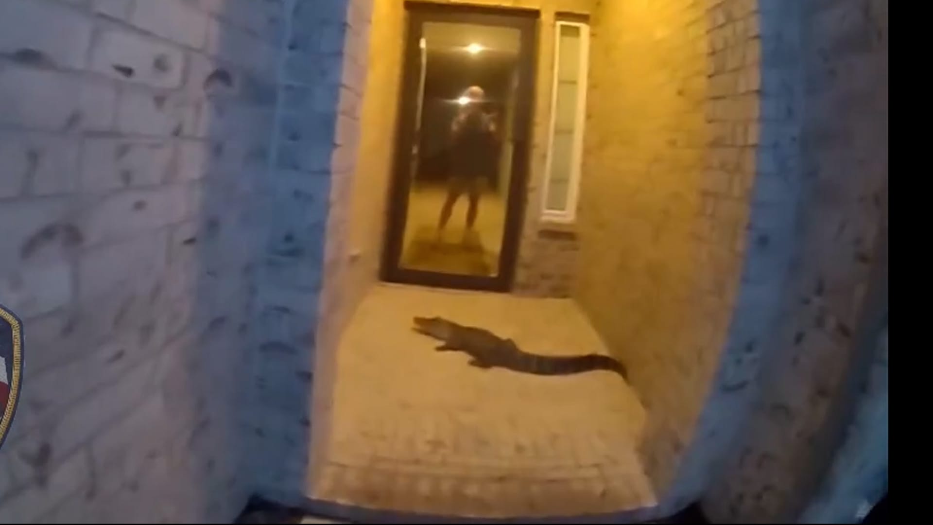 Alligator found on Texas front porch after being mistaken for Amazon ...
