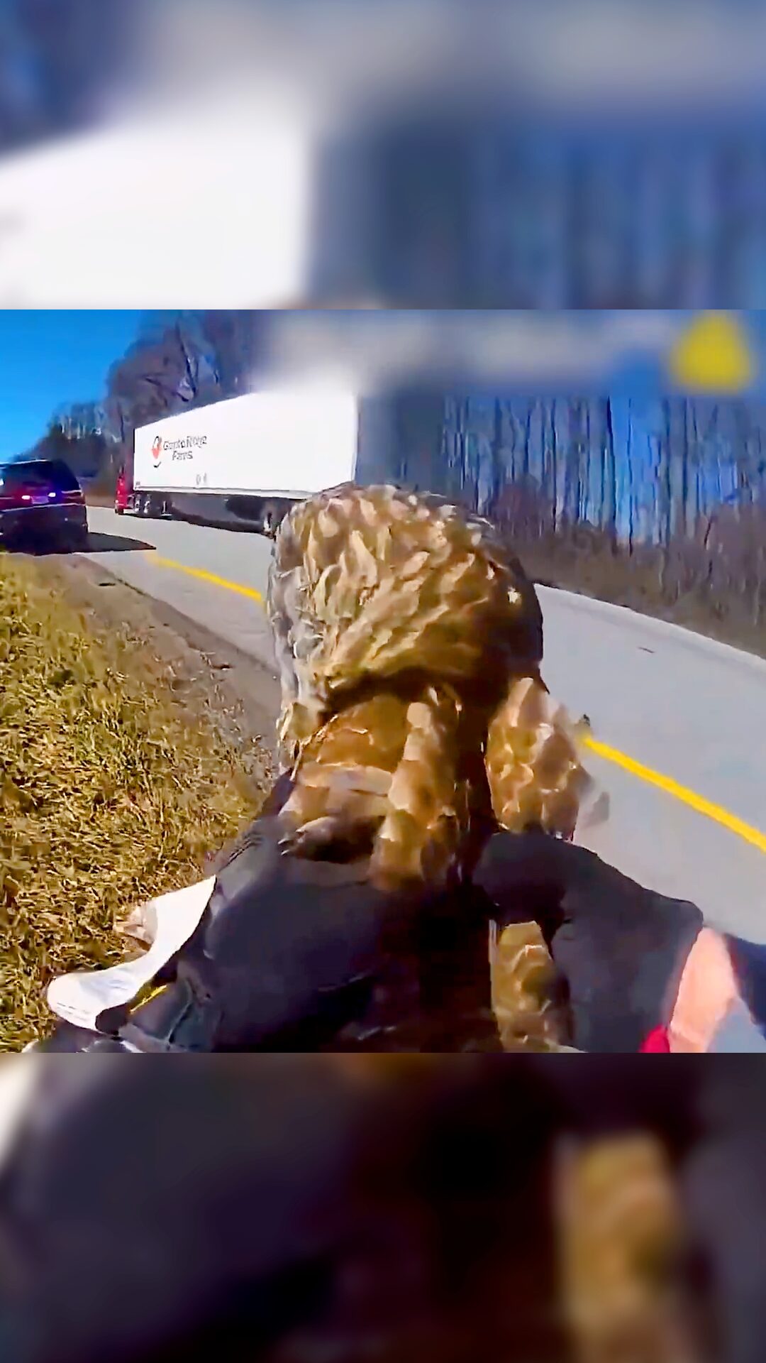 Owl rescued from busy road by officer🙏 ️