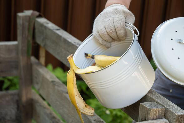Gardeners told to bury banana peels in their gardens this June