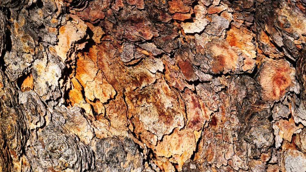 15 times nature just said "nope"