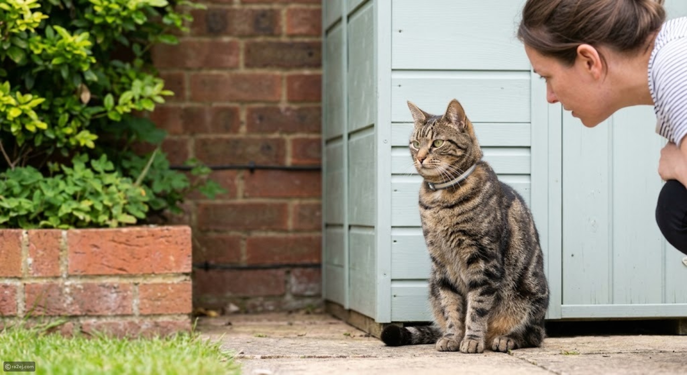 Found a stray cat or dog on your property? Your UK legal rights explained