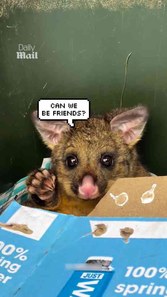 Unexpected possum visitor found in the trash