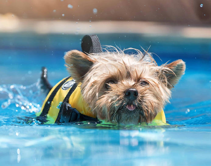 Dog pool safety 101: Teach your dog to swim this summer