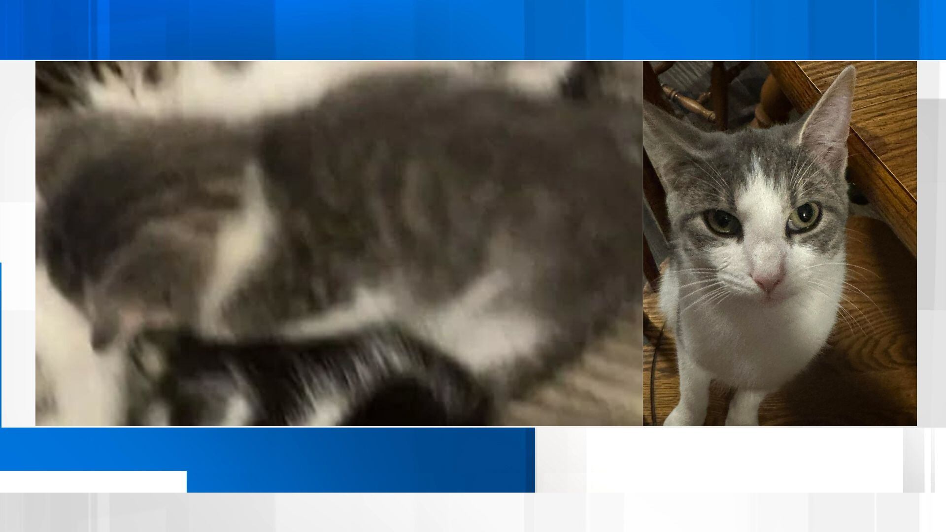 Pet goes missing from Estill County shelter after surgery