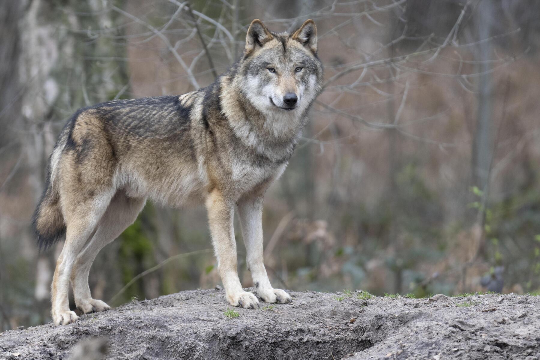 Wolf soll im Sölktal zwölf Schafe gerissen haben