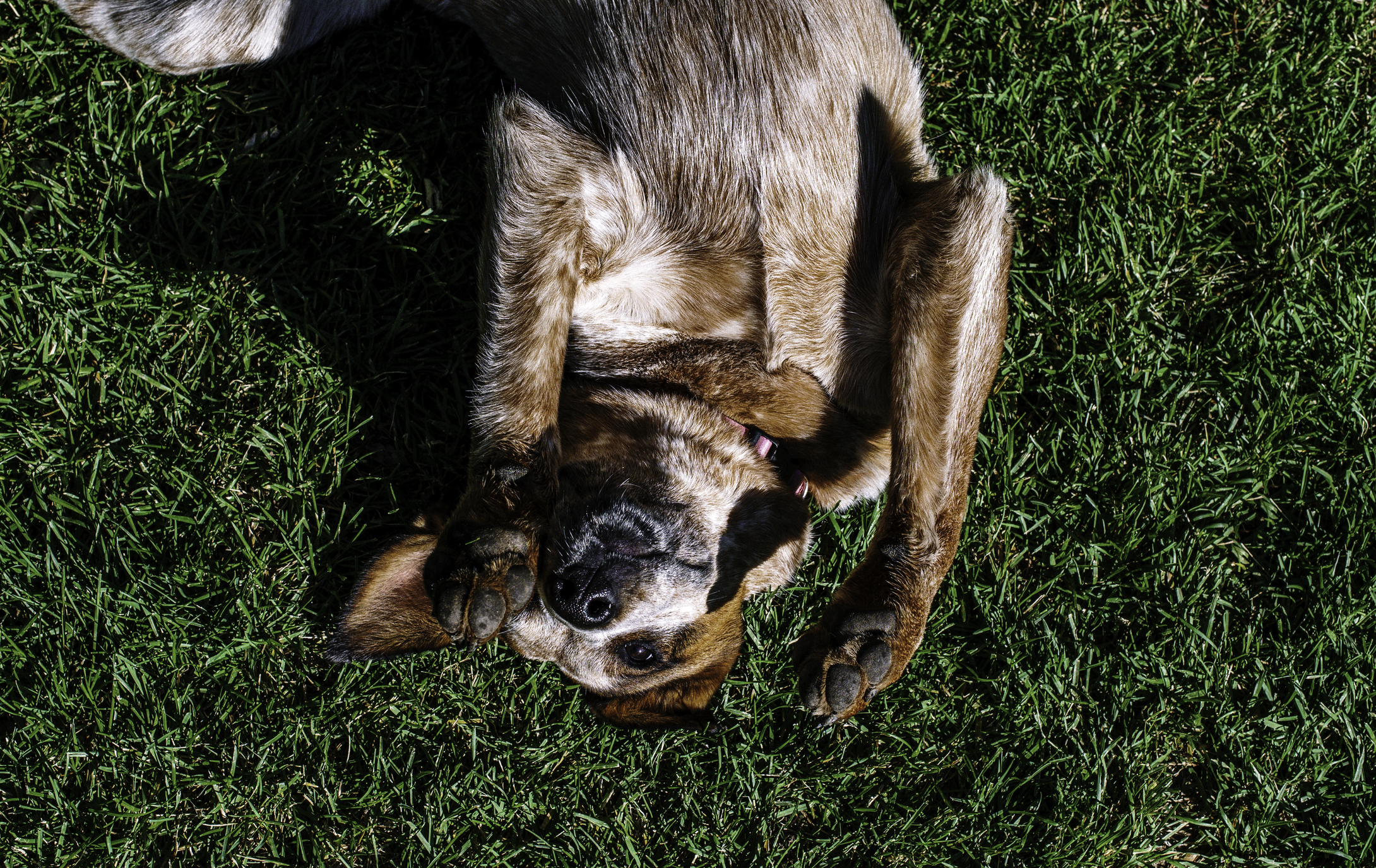 Ask a vet: My dog is staggering around and falling over. What gives?