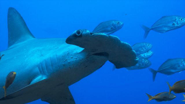 Hammerhead shark sightings are dwindling, and Sharkfest 2026 is ...