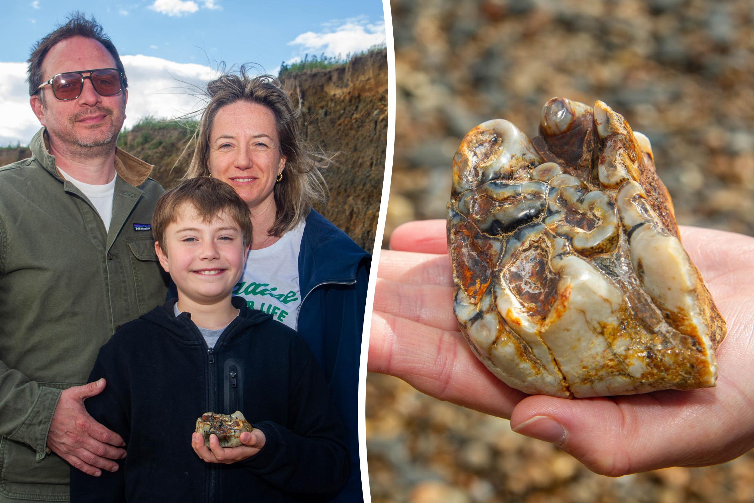 1.8 million-year-old elephant tooth found by schoolboy on beach