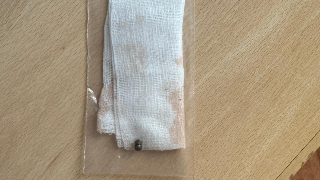 Carrara, gatto colpito da proiettile di carabina: muore dopo un giorno ...