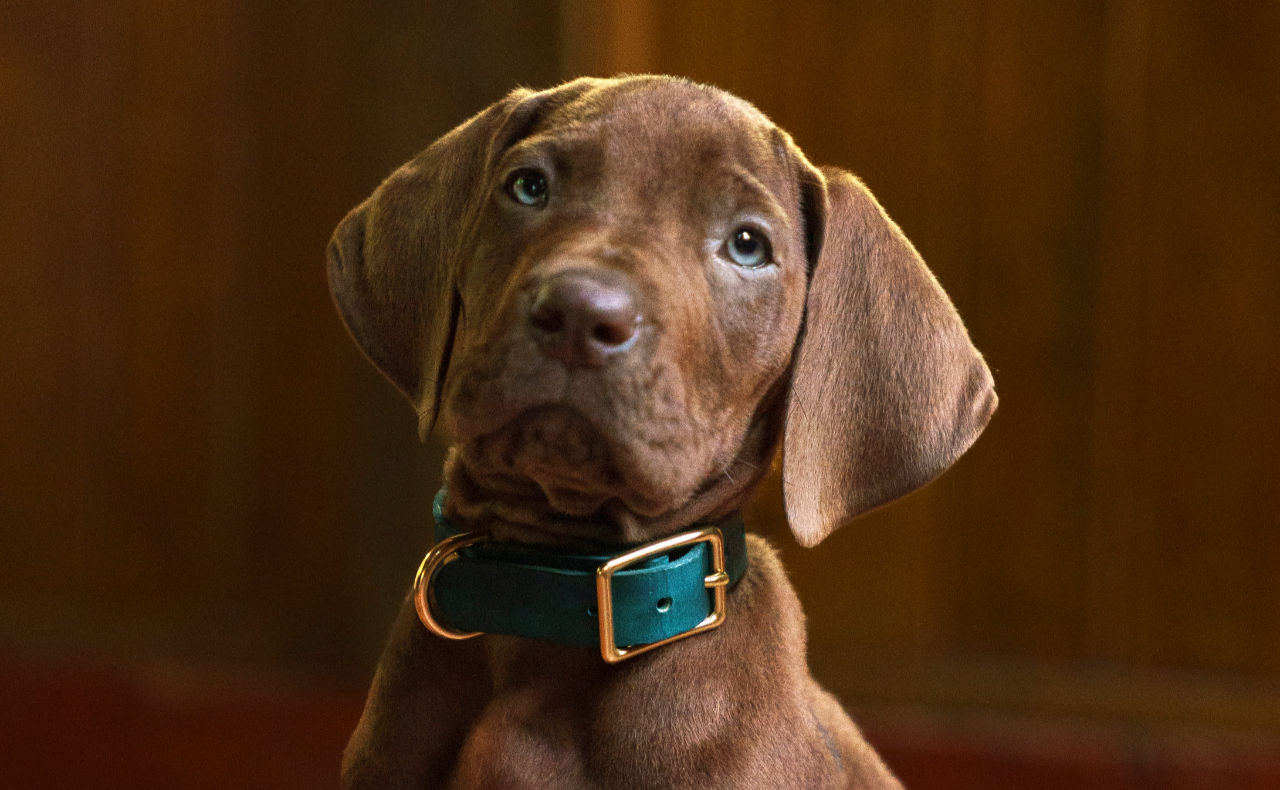 Live-action Scooby-Doo revealed for origins series