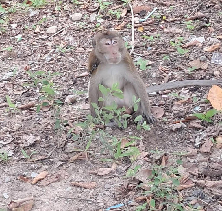 Boy, seven, mauled to death by his pet monkey
