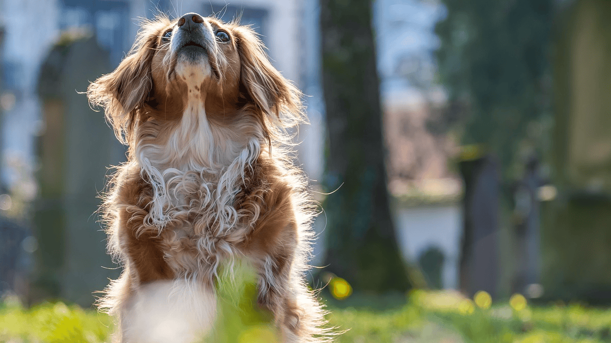 Wait or act? When to take your dog to the emergency vet