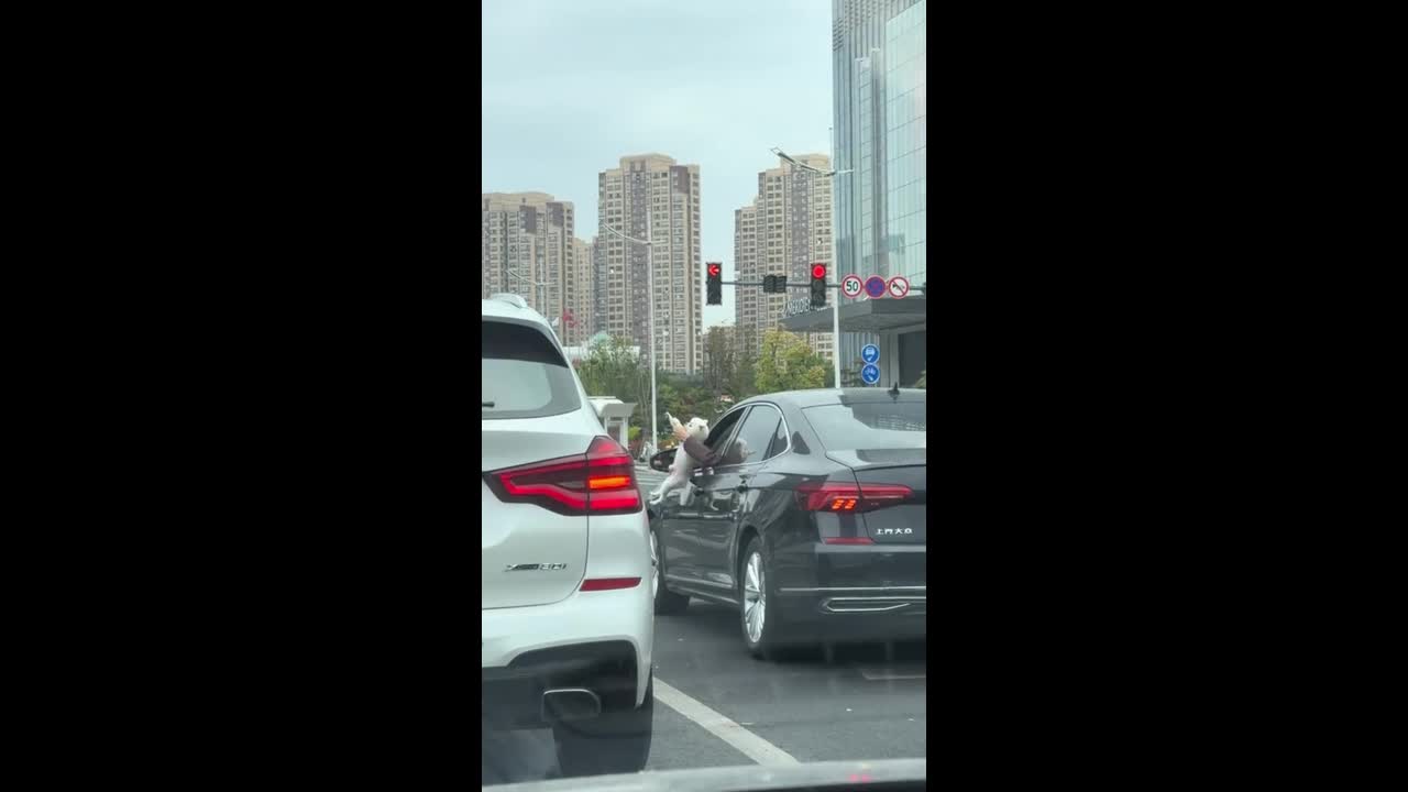 Dog briefly cleaned through car window at traffic stop in Jiangsu, China