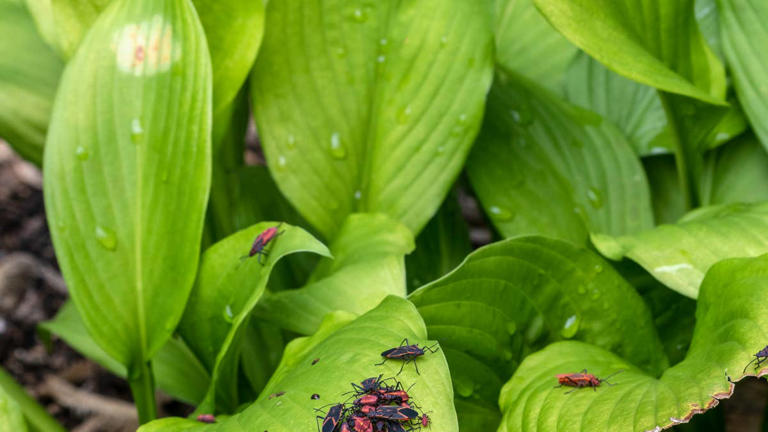 Do your hostas have holes? Here's what's going on and how to stop it