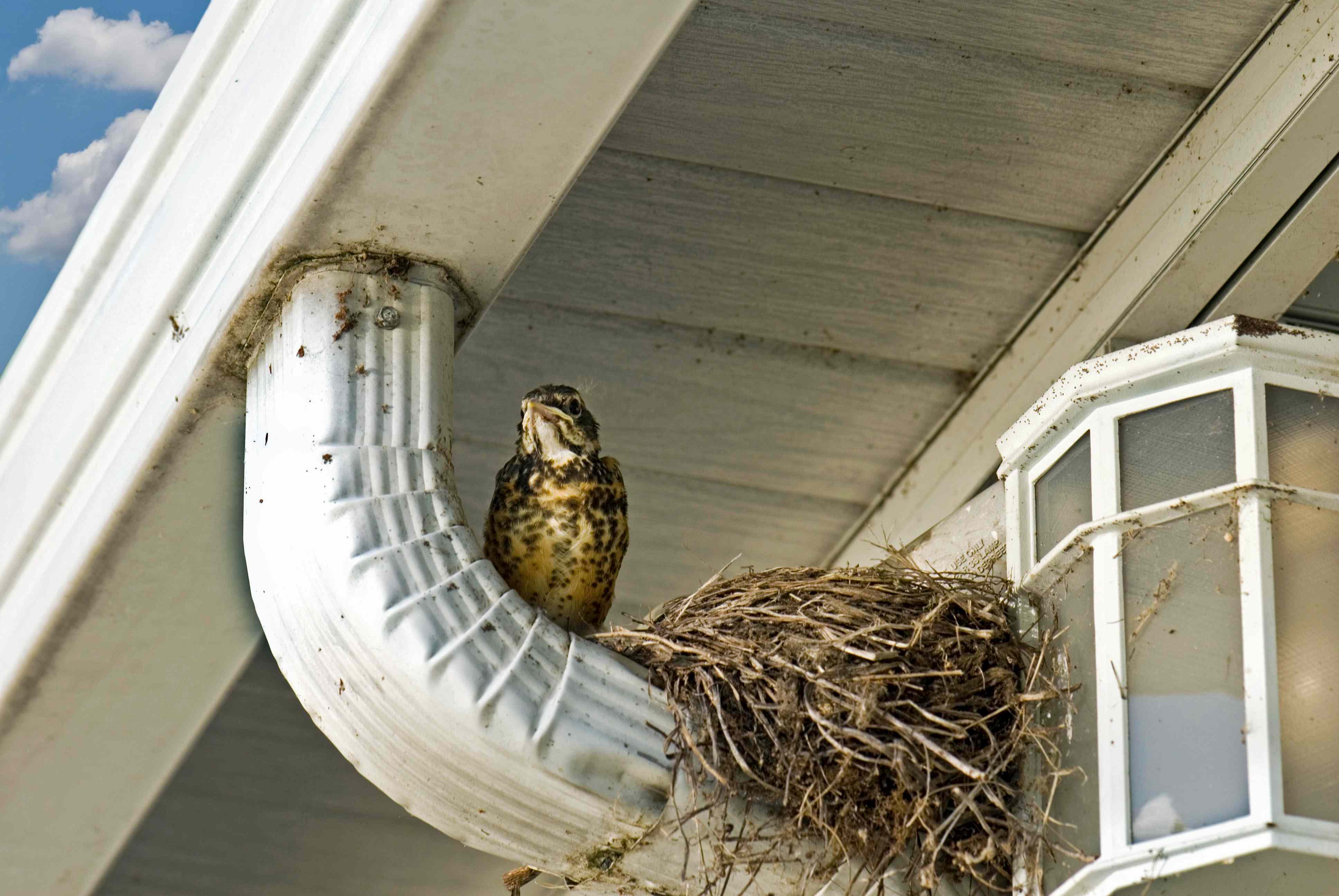 What to do if you find a bird's nest in your gutter
