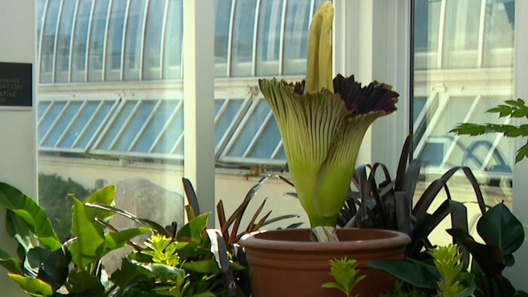 Time's running out to get a whiff of Horace the corpse flower at Como Zoo