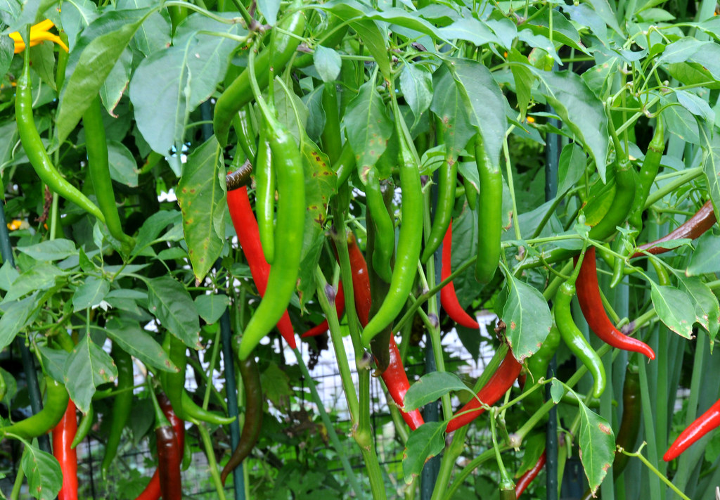 16 rare Asian spices that are highly valued by global chefs