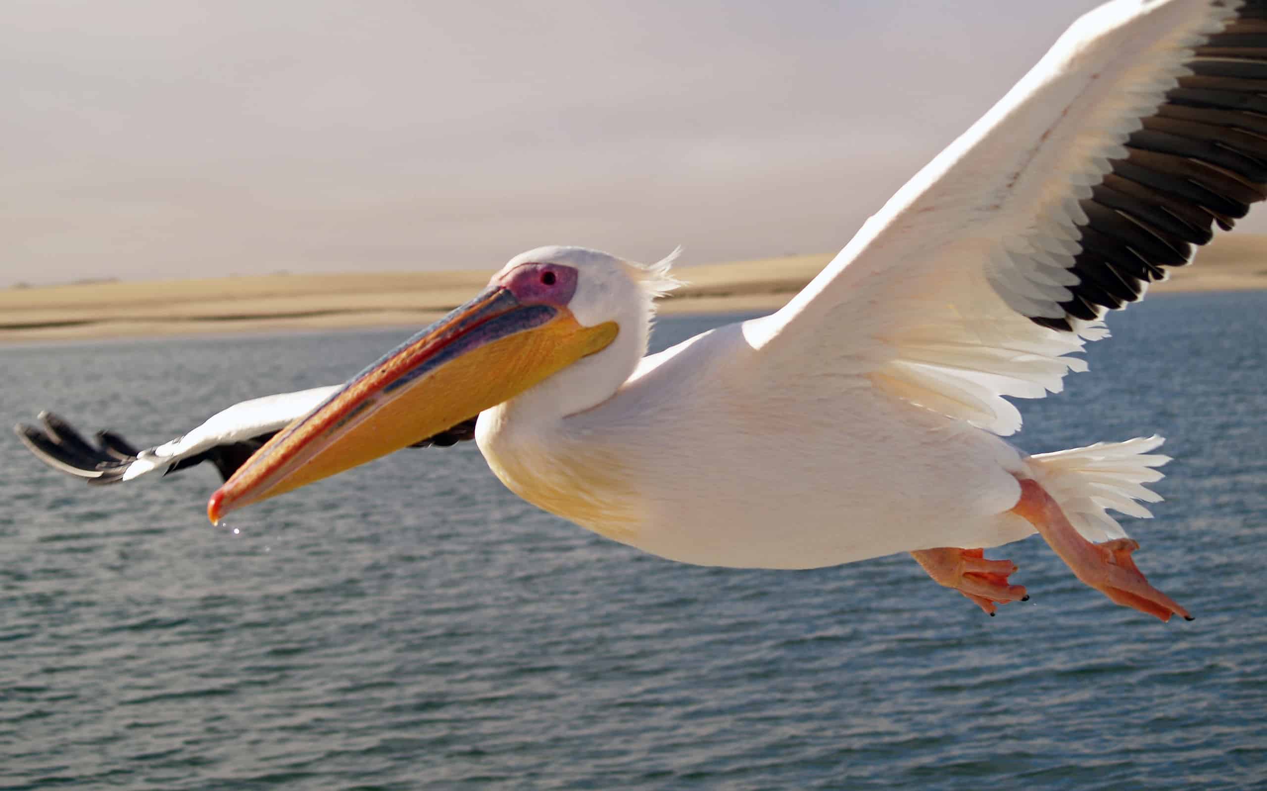 10 pelican facts that sound made up but are true