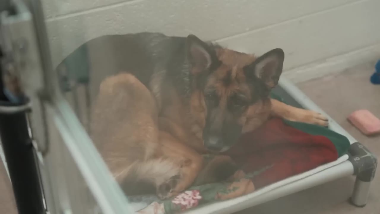 Nearly 100 shelter dogs got a second chance in one day