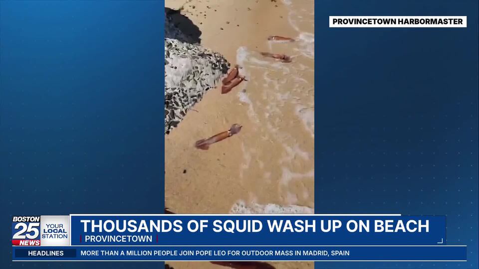 Thousands of squid wash up on Cape Cod beach