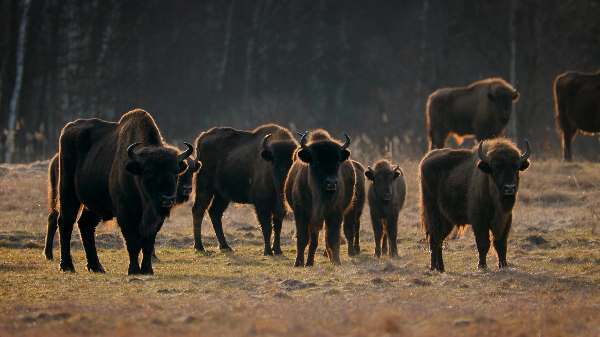 Massive bison herd standing alert and guarding territory