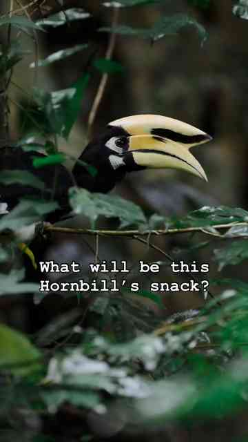 What will this hornbill snack on next?