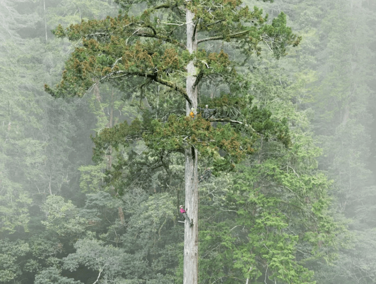 The Heaven Sword is East Asia’s new tallest tree, reaching a whopping ...