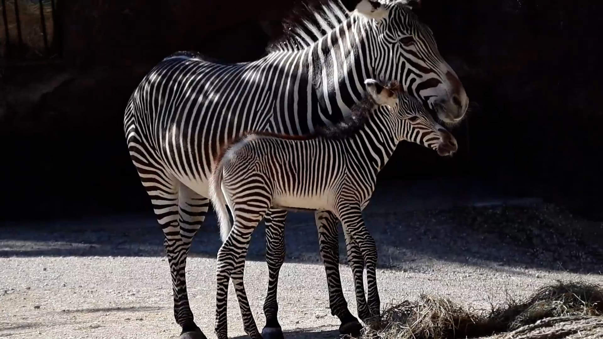 Adorable zebra foal sprinting and standing alongside proud mother