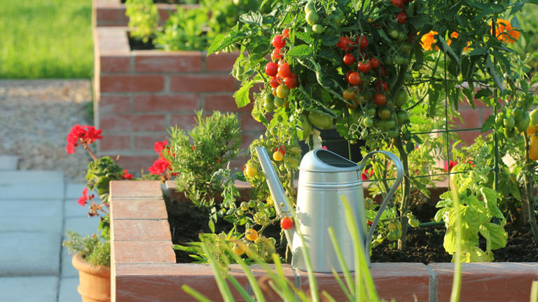 12 simple tips and tricks to make your tomatoes grow faster